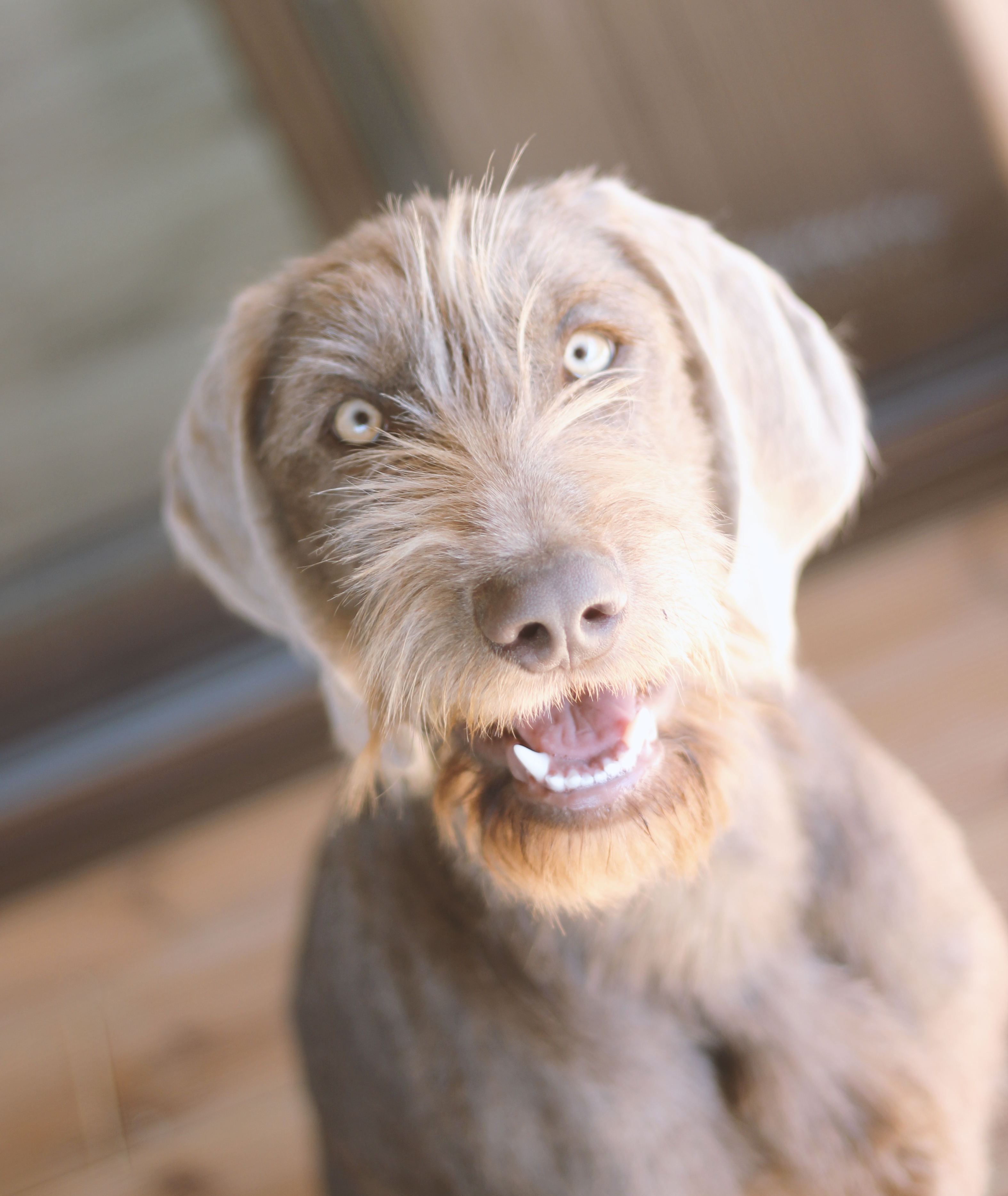 Slovakian Rough Haired Pointer - Danibull - Niky