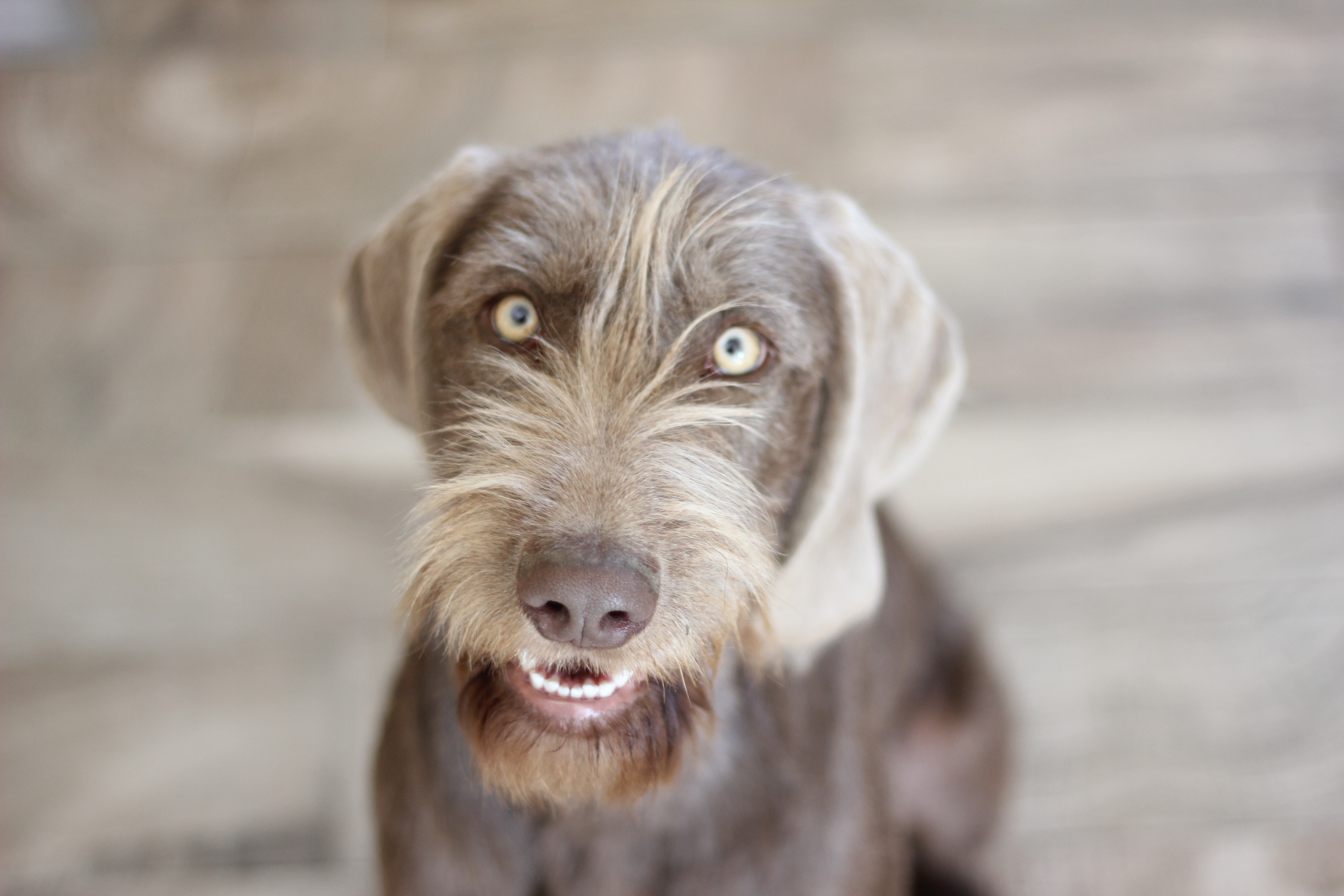 Slovakian Rough Haired Pointer - Danibull - Niky