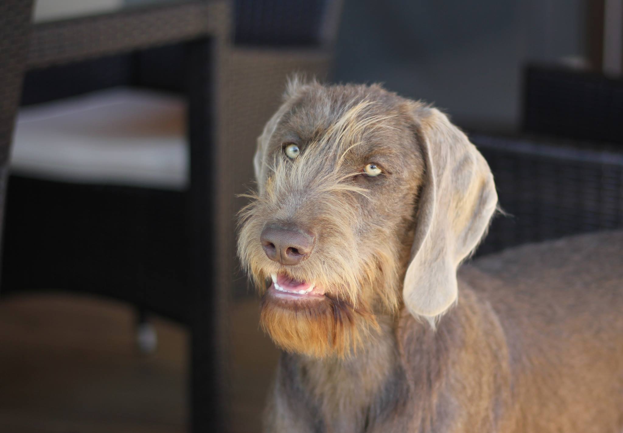 Slovakian Rough Haired Pointer - Danibull - Niky