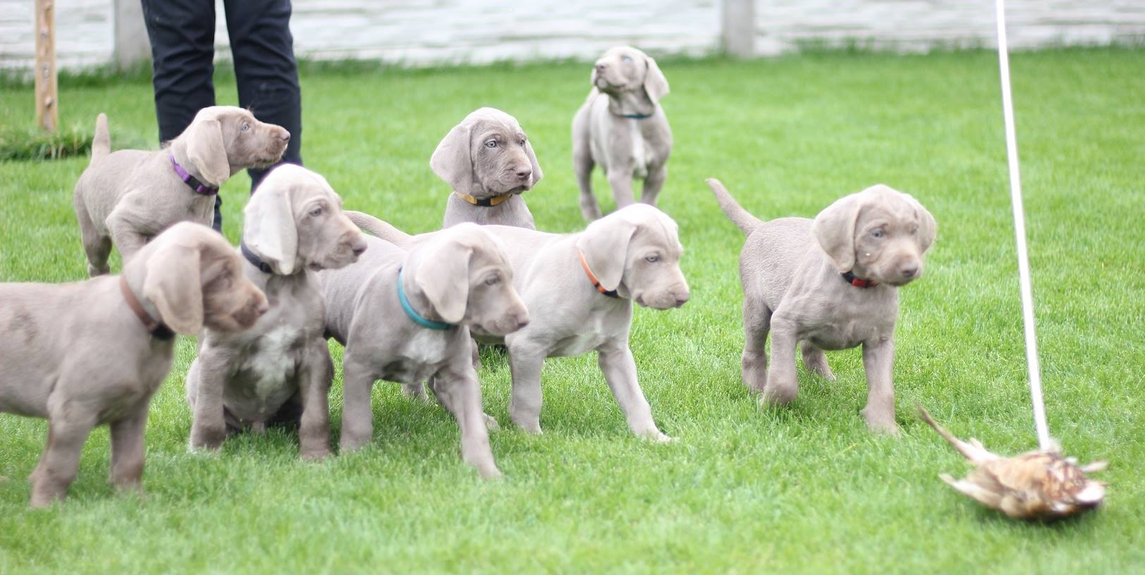Slovakian Rough Haired Pointer - Danibull kennel - Puppies