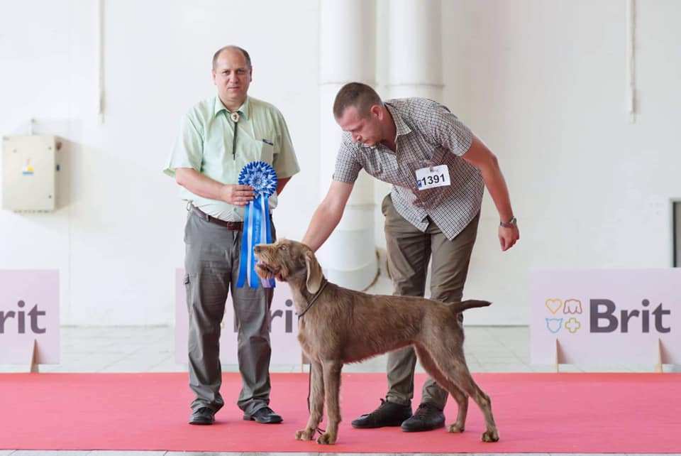 Slovakian Rough Haired Pointer - Danibull - Niky